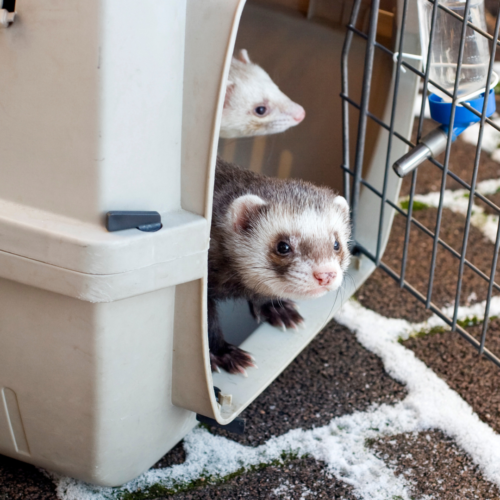 Common Health Problems in Ferrets